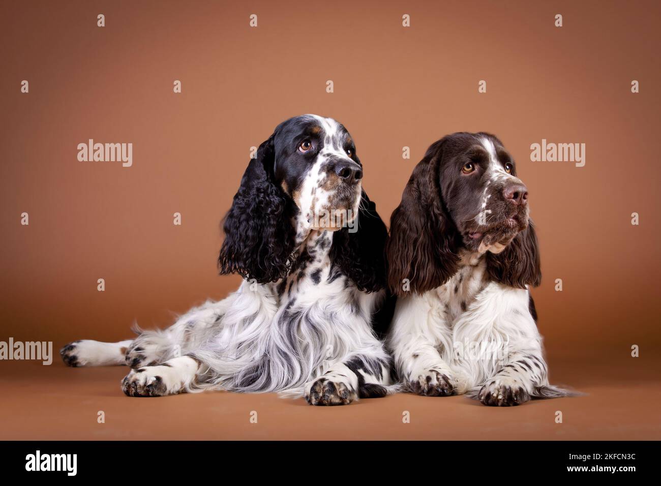 Two english springer spaniels hi-res stock photography and images - Alamy
