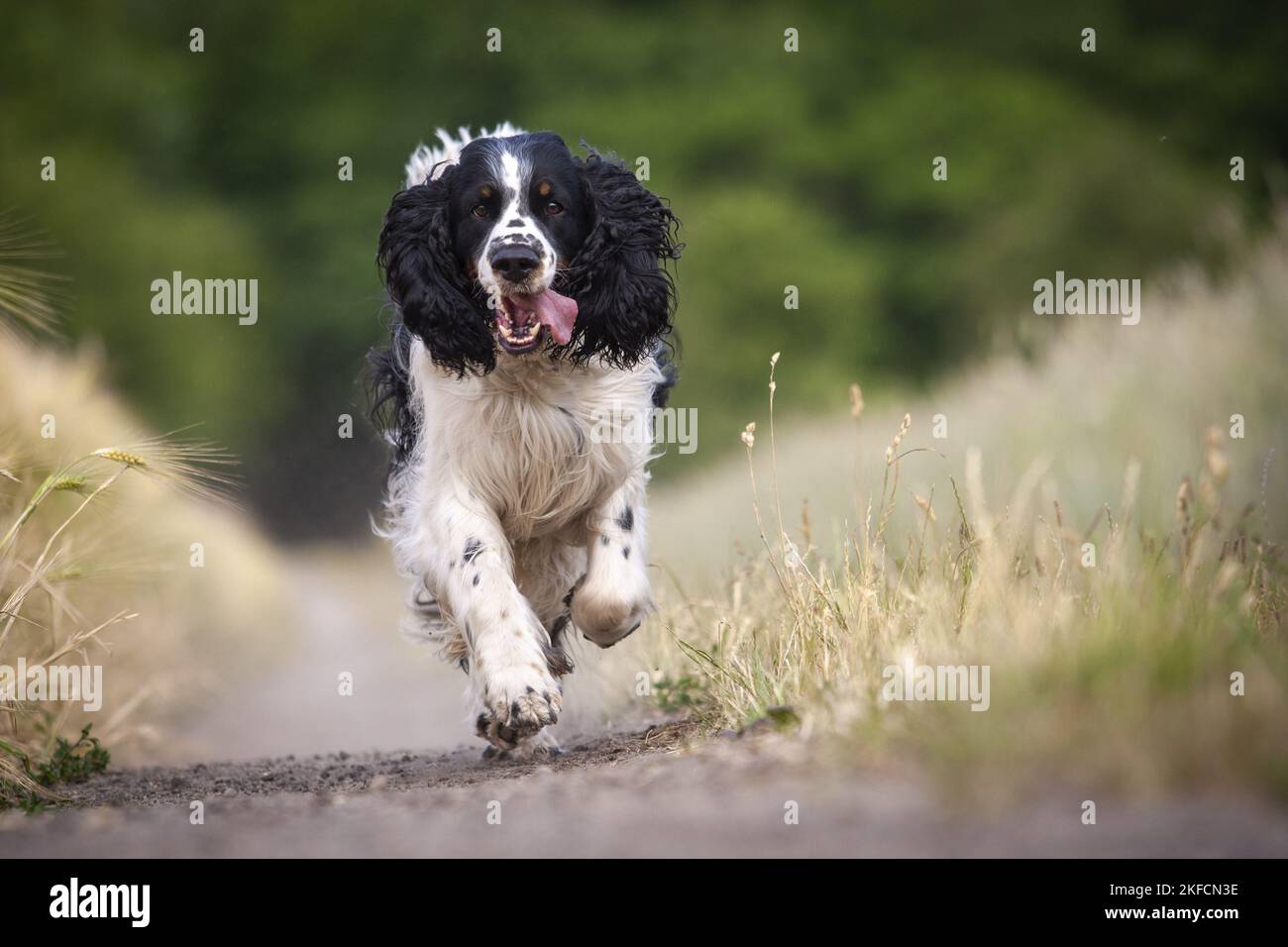 running English Springer Spaniel Stock Photo - Alamy