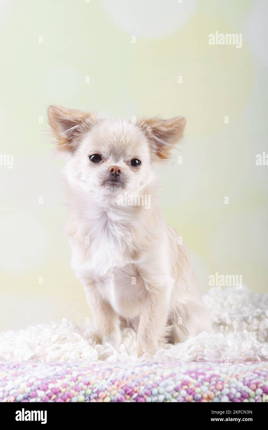 sitting Chin Chi Stock Photo - Alamy