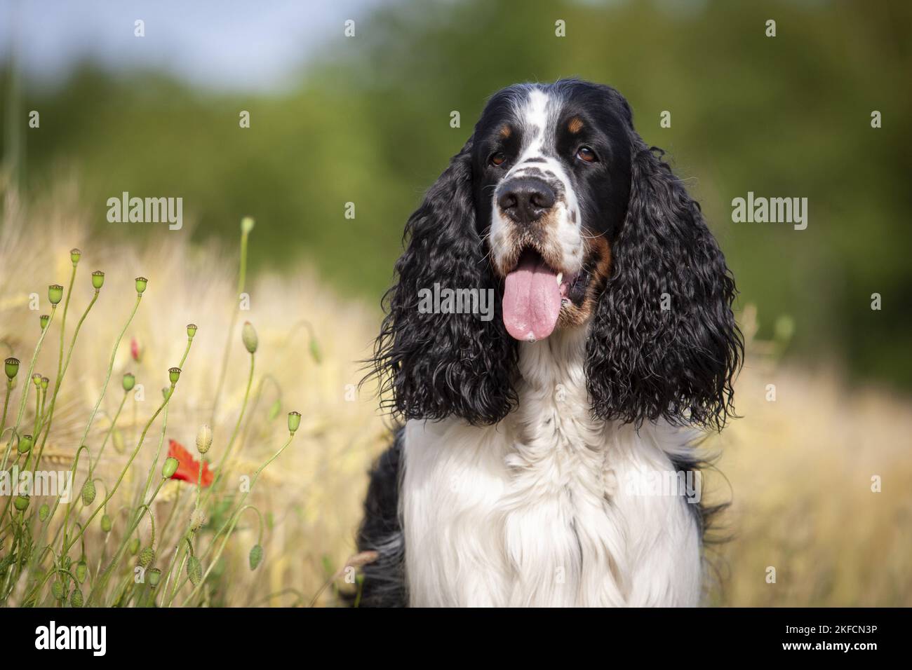 English Springer Spaniel Portrait Stock Photo - Alamy
