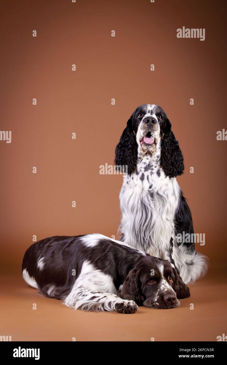 two English Springer Spaniels Stock Photo - Alamy