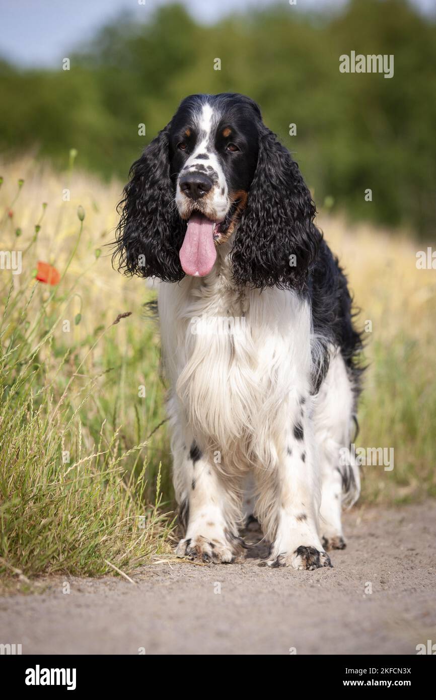 standing English Springer Spaniel Stock Photo - Alamy