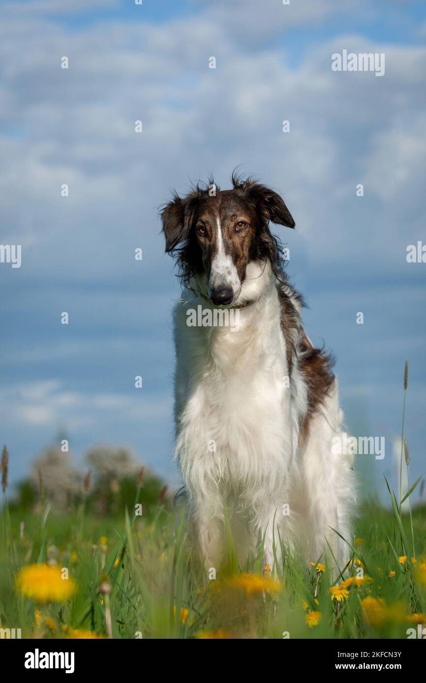 Two borzoi dogs also russian wolfhounds hi-res stock photography and ...