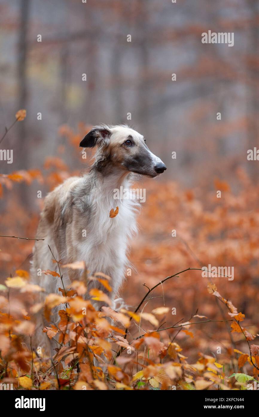 Two borzoi dogs also russian wolfhounds hi-res stock photography and ...