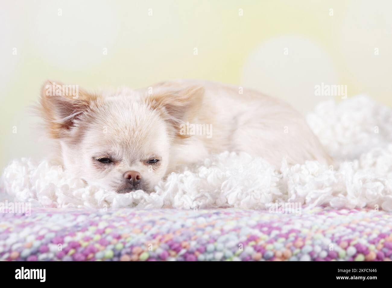 lying Chin Chi Puppy Stock Photo - Alamy