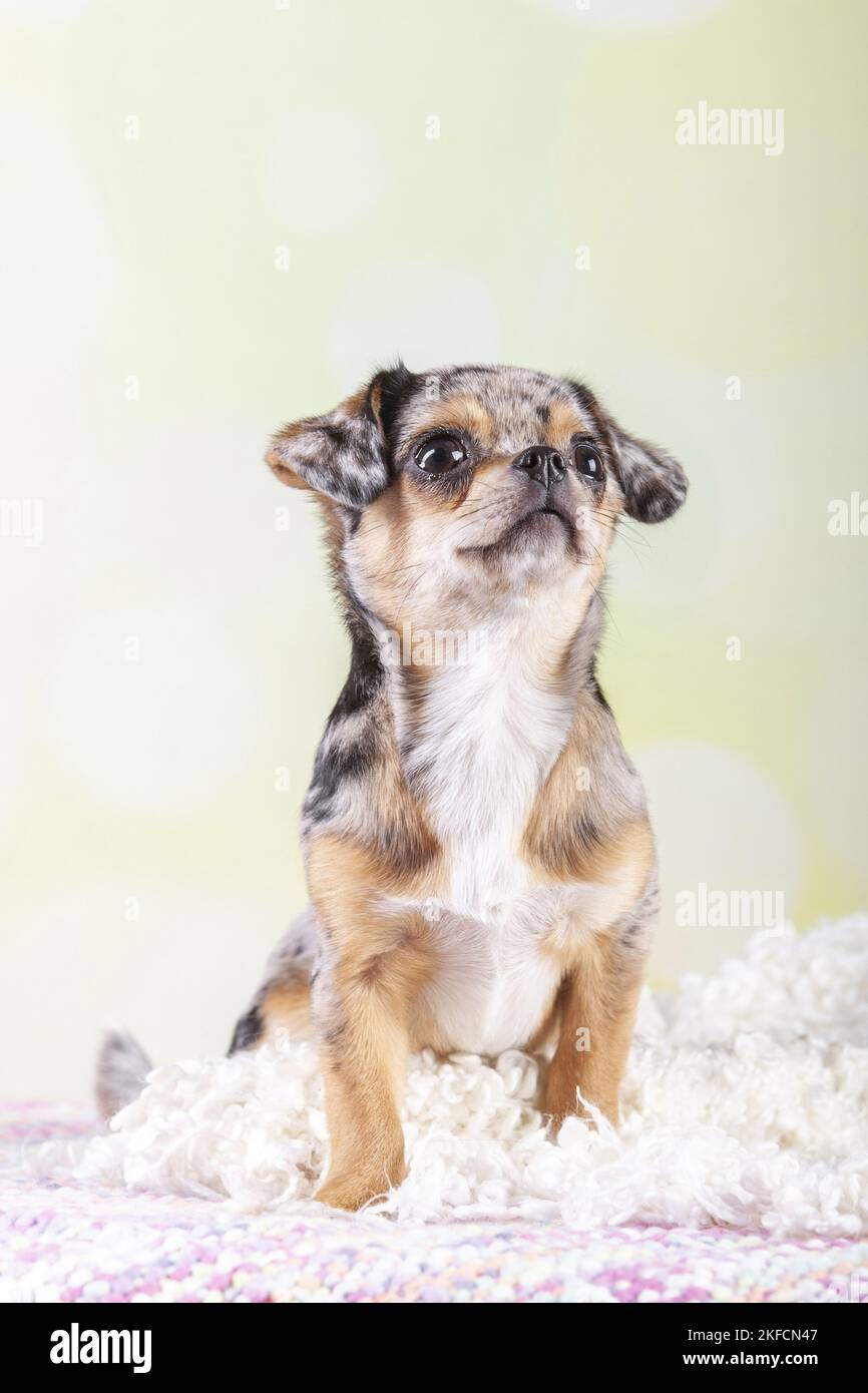 sitting Chin Chi Stock Photo - Alamy