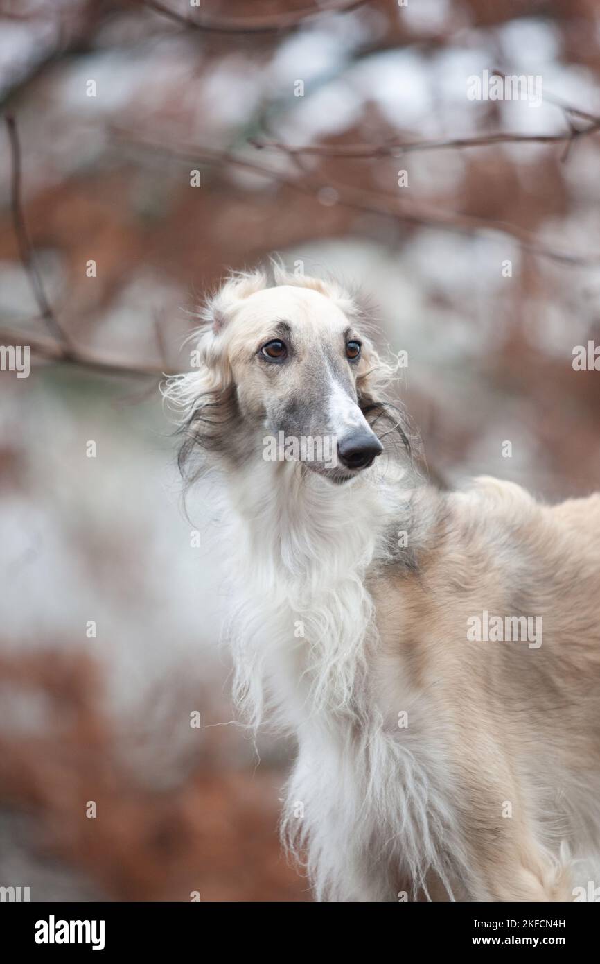 Portrait borzoi side view hi-res stock photography and images - Alamy