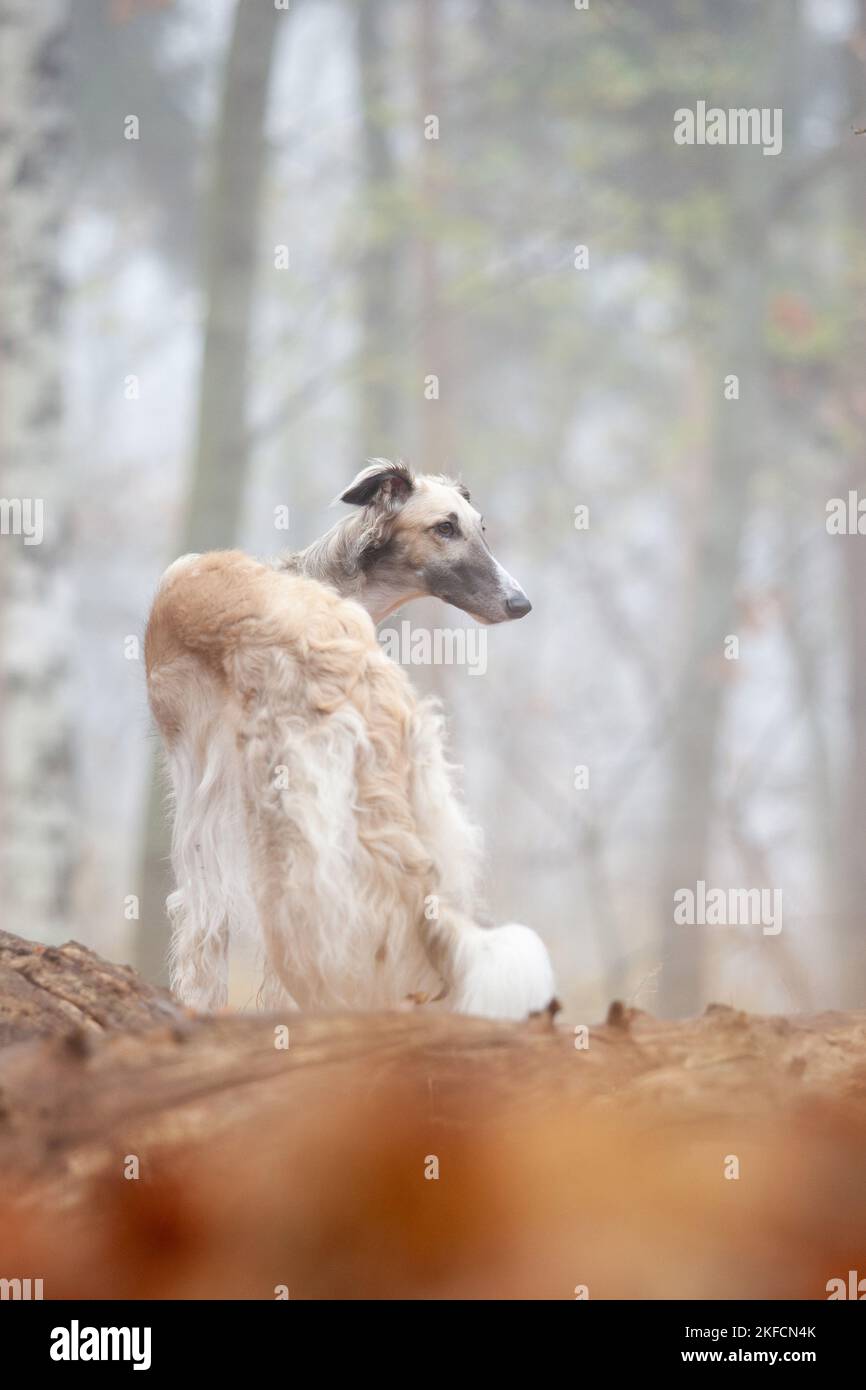 Two borzoi dogs also russian wolfhounds hi-res stock photography and ...