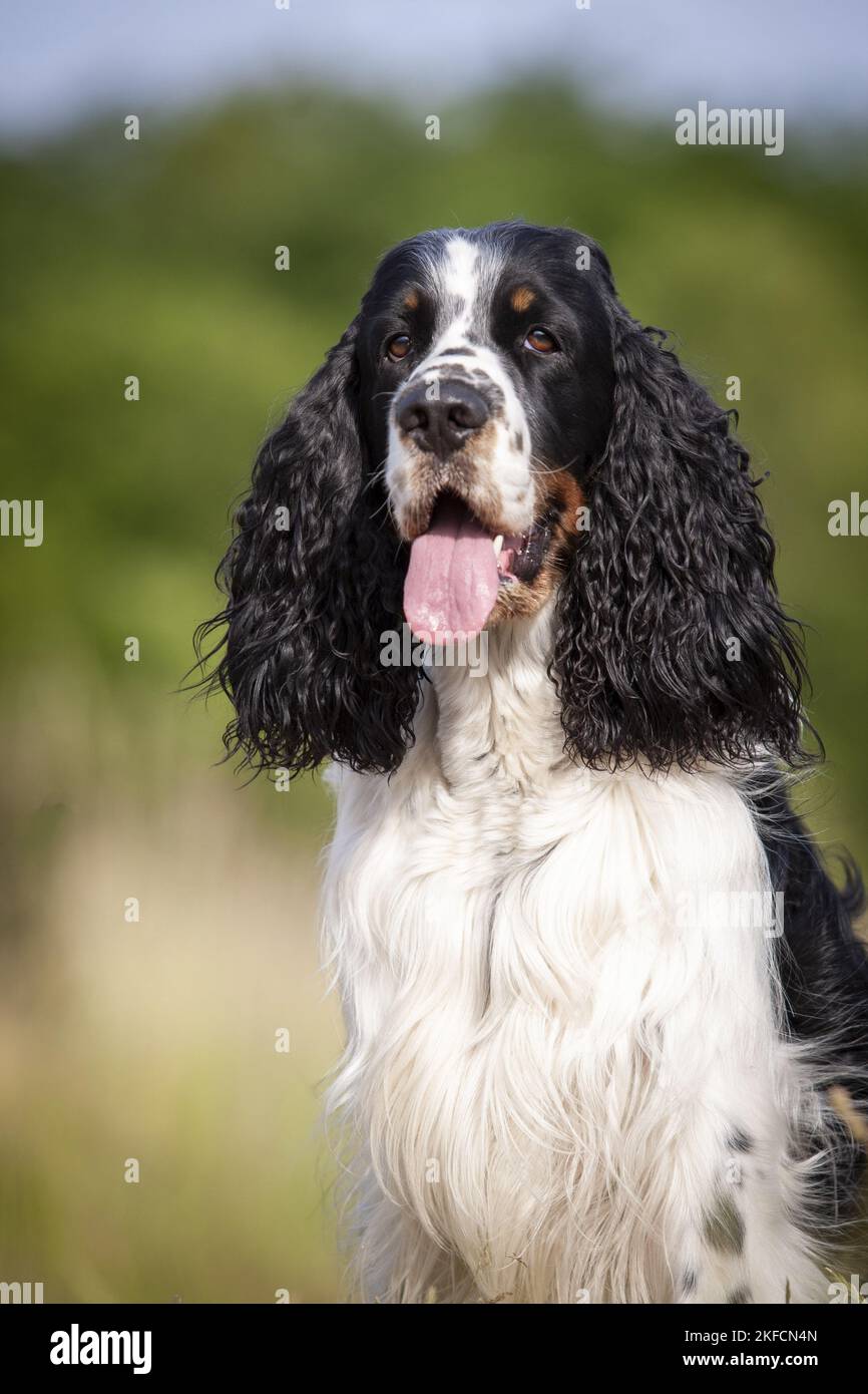 English Springer Spaniel Portrait Stock Photo - Alamy