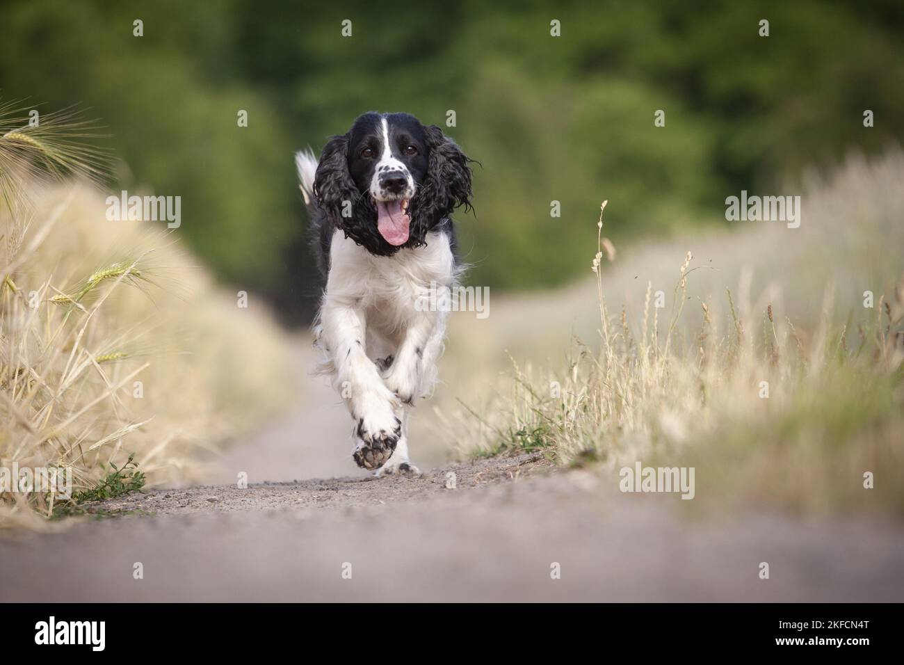 running English Springer Spaniel Stock Photo - Alamy