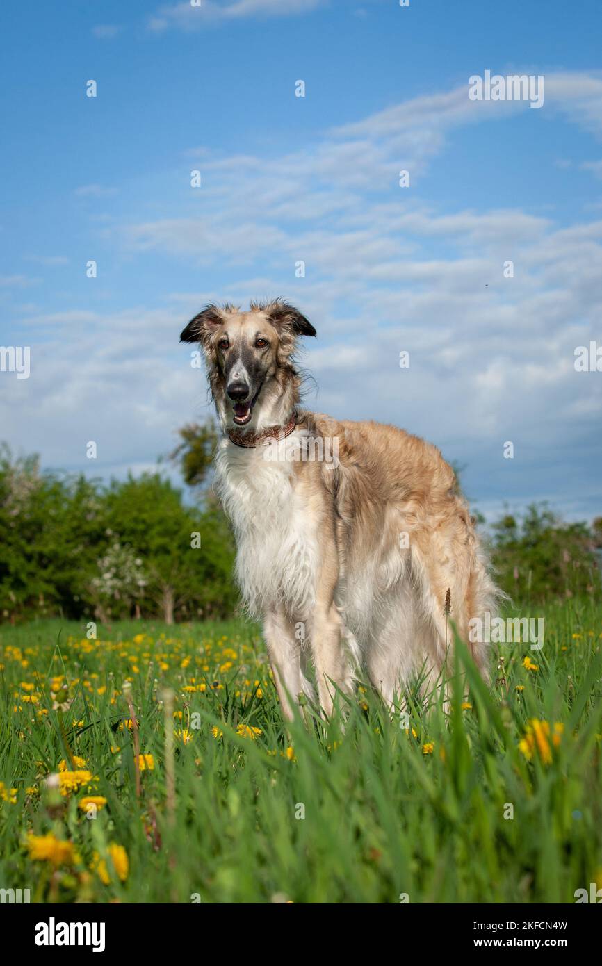 Two borzoi dogs also russian wolfhounds hi-res stock photography and ...
