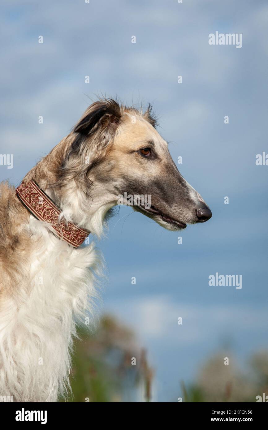 Portrait borzoi side view hi-res stock photography and images - Alamy