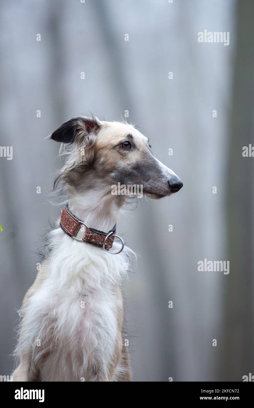 Two borzoi dogs also russian wolfhounds hi-res stock photography and ...