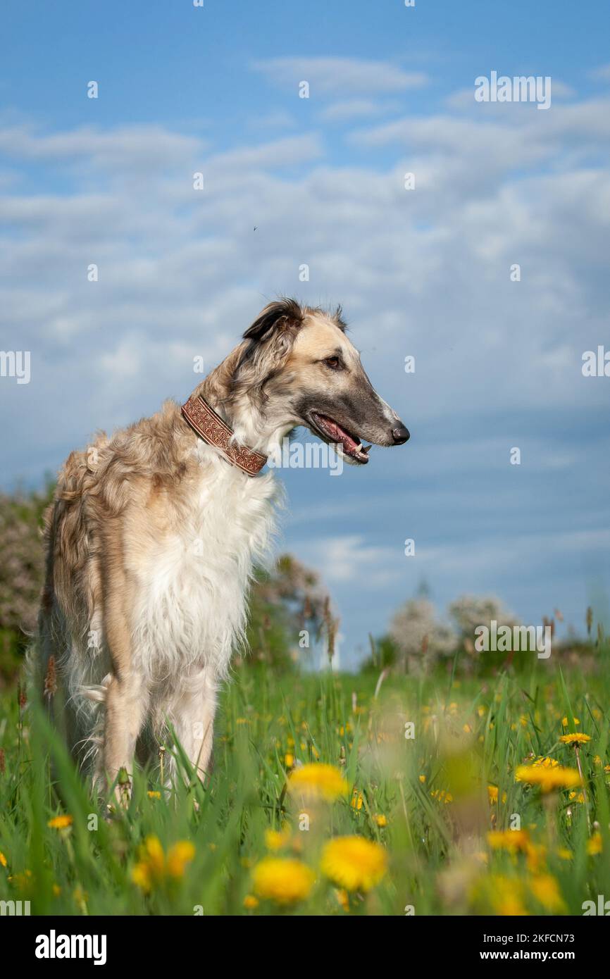 Two borzoi dogs also russian wolfhounds hi-res stock photography and ...