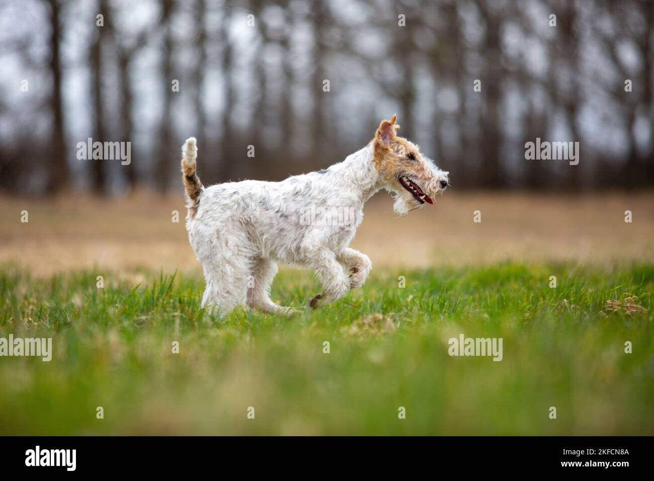 Running fox terrier hi-res stock photography and images - Alamy