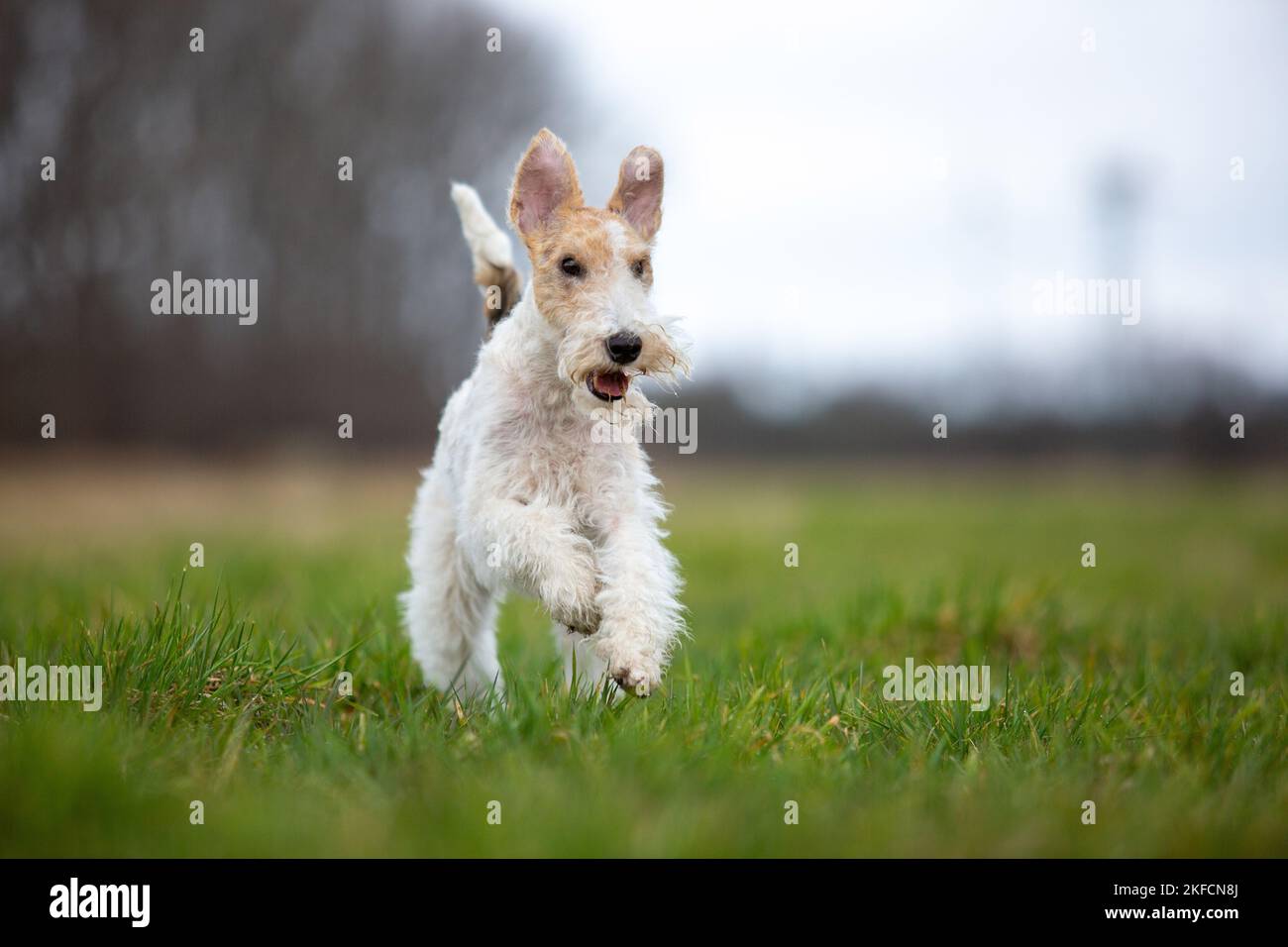 Running fox terrier hi-res stock photography and images - Alamy