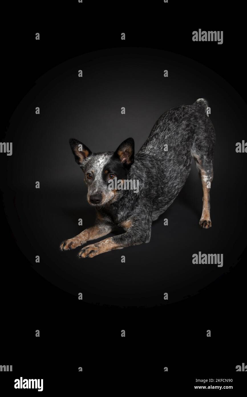 Australian Stumpy Tail Cattle Dog Stock Photo - Alamy