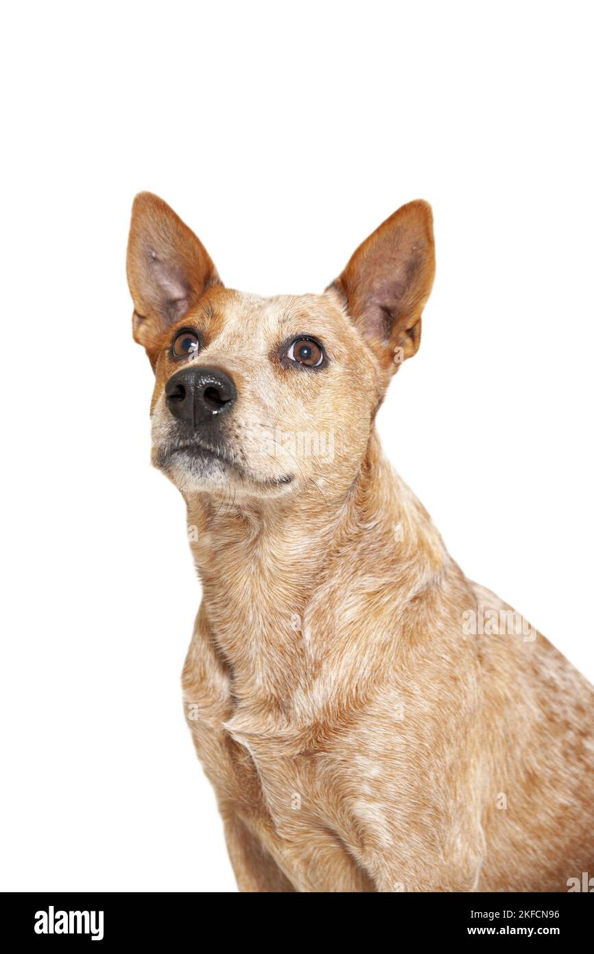 Australian Stumpy Tail Cattle Dog Portrait Stock Photo - Alamy