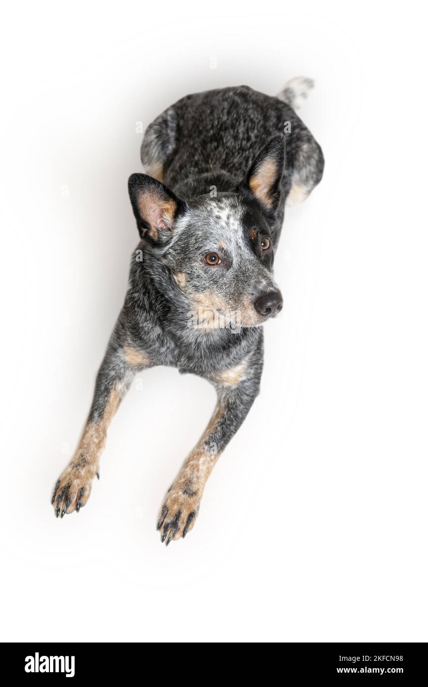 lying Australian Stumpy Tail Cattle Dog Stock Photo - Alamy