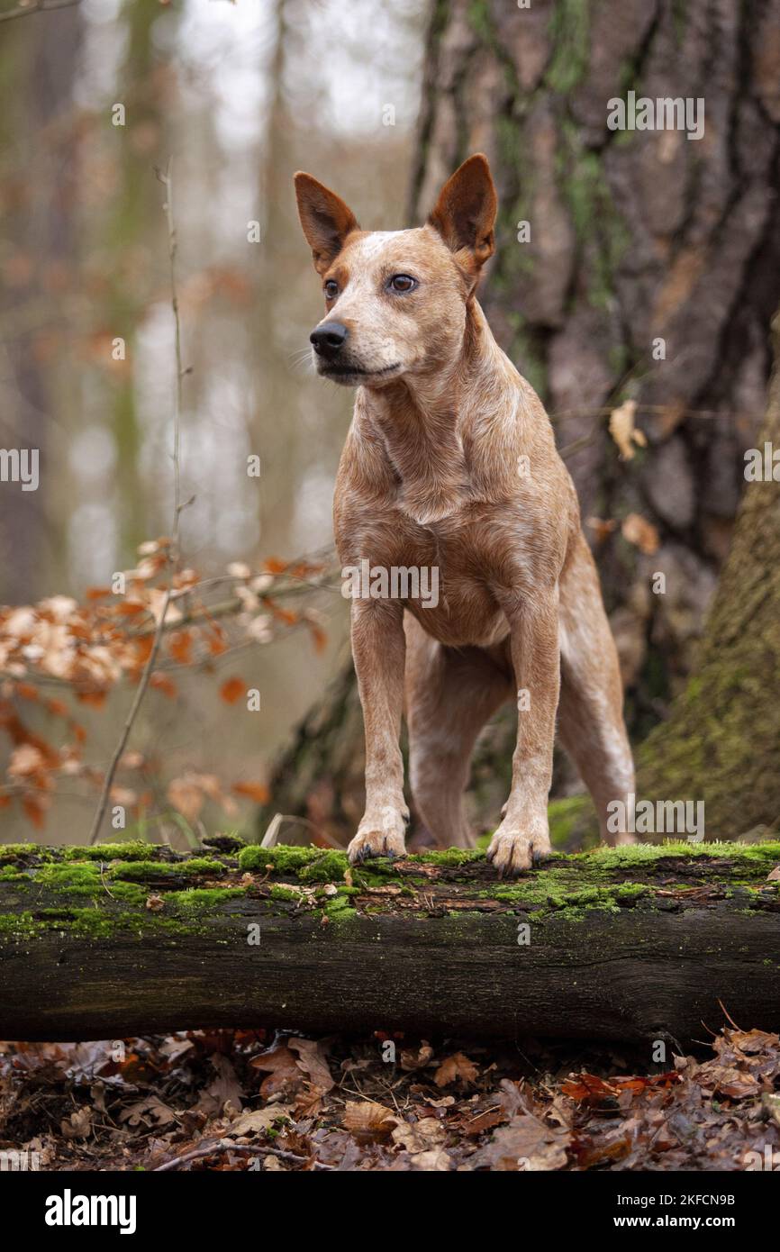 standing Australian Stumpy Tail Cattle Dog Stock Photo - Alamy
