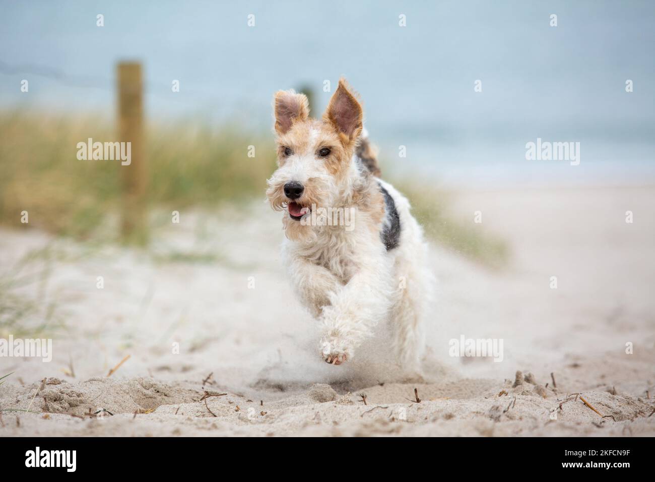 Fox hound running hi-res stock photography and images - Alamy