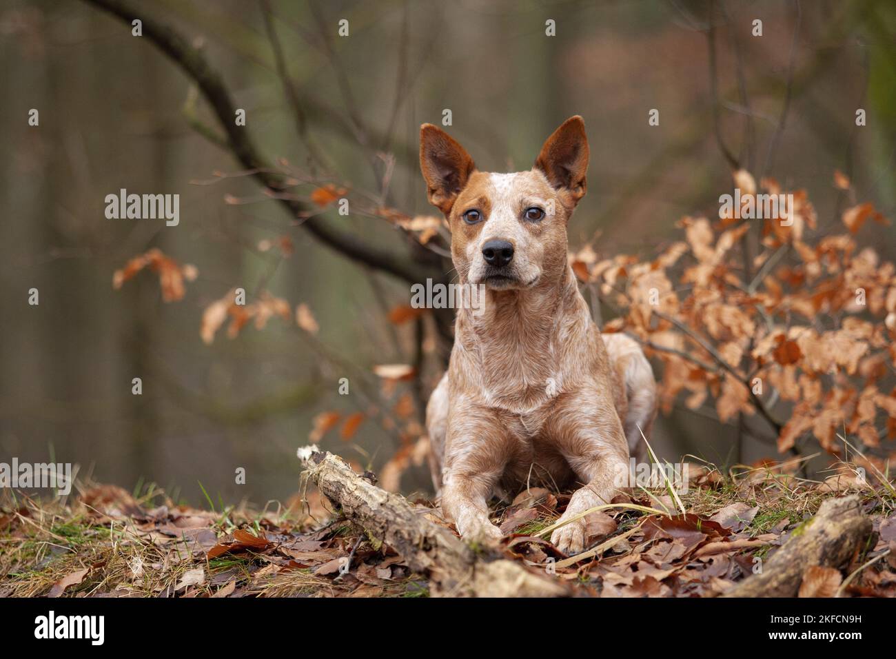 Stumpy forest hi-res stock photography and images - Alamy