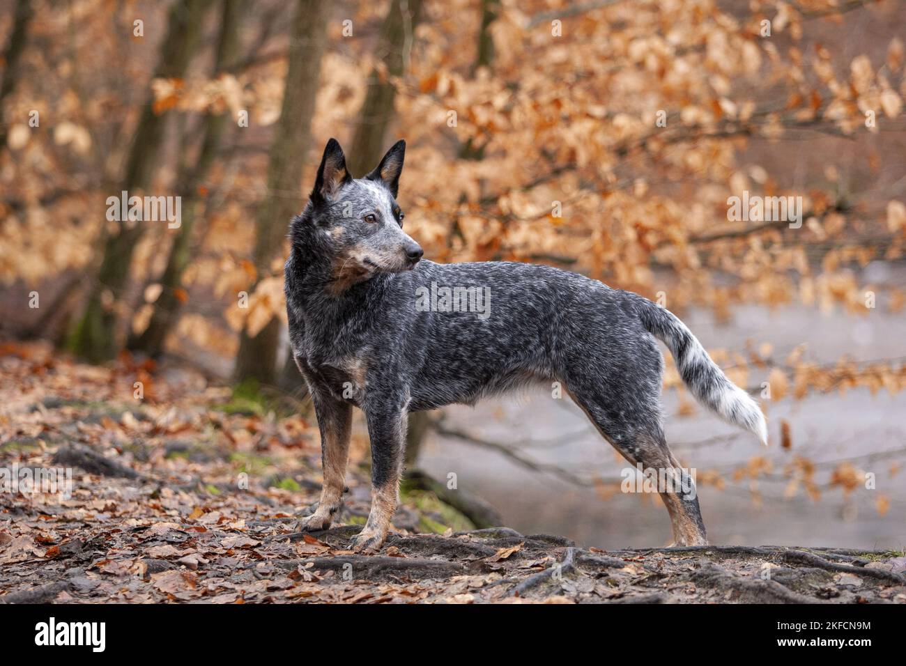 standing Australian Stumpy Tail Cattle Dog Stock Photo - Alamy