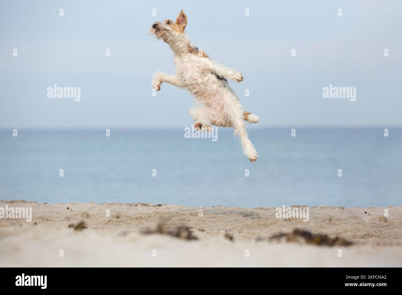 Leaping fox hi-res stock photography and images - Alamy