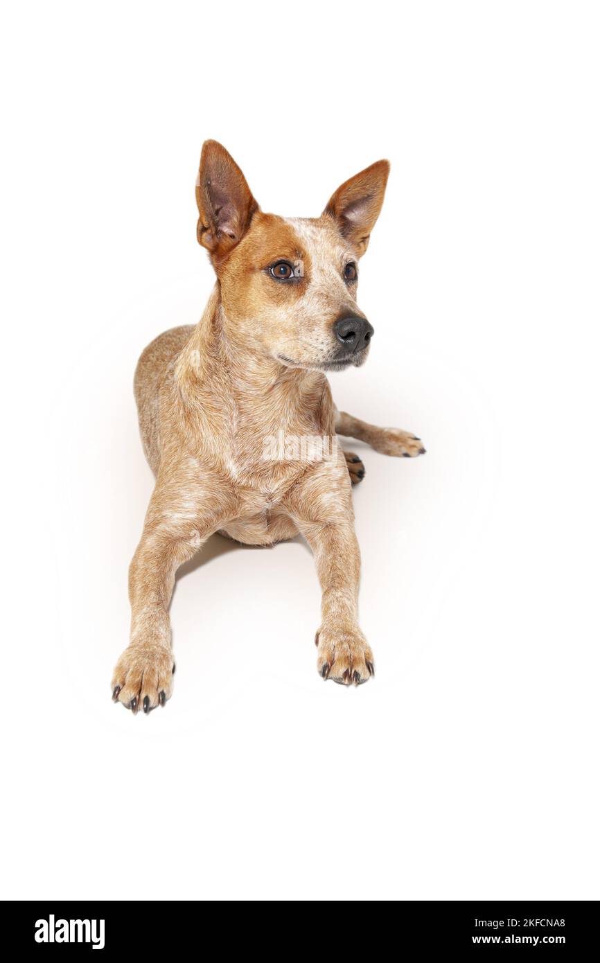 lying Australian Stumpy Tail Cattle Dog Stock Photo - Alamy