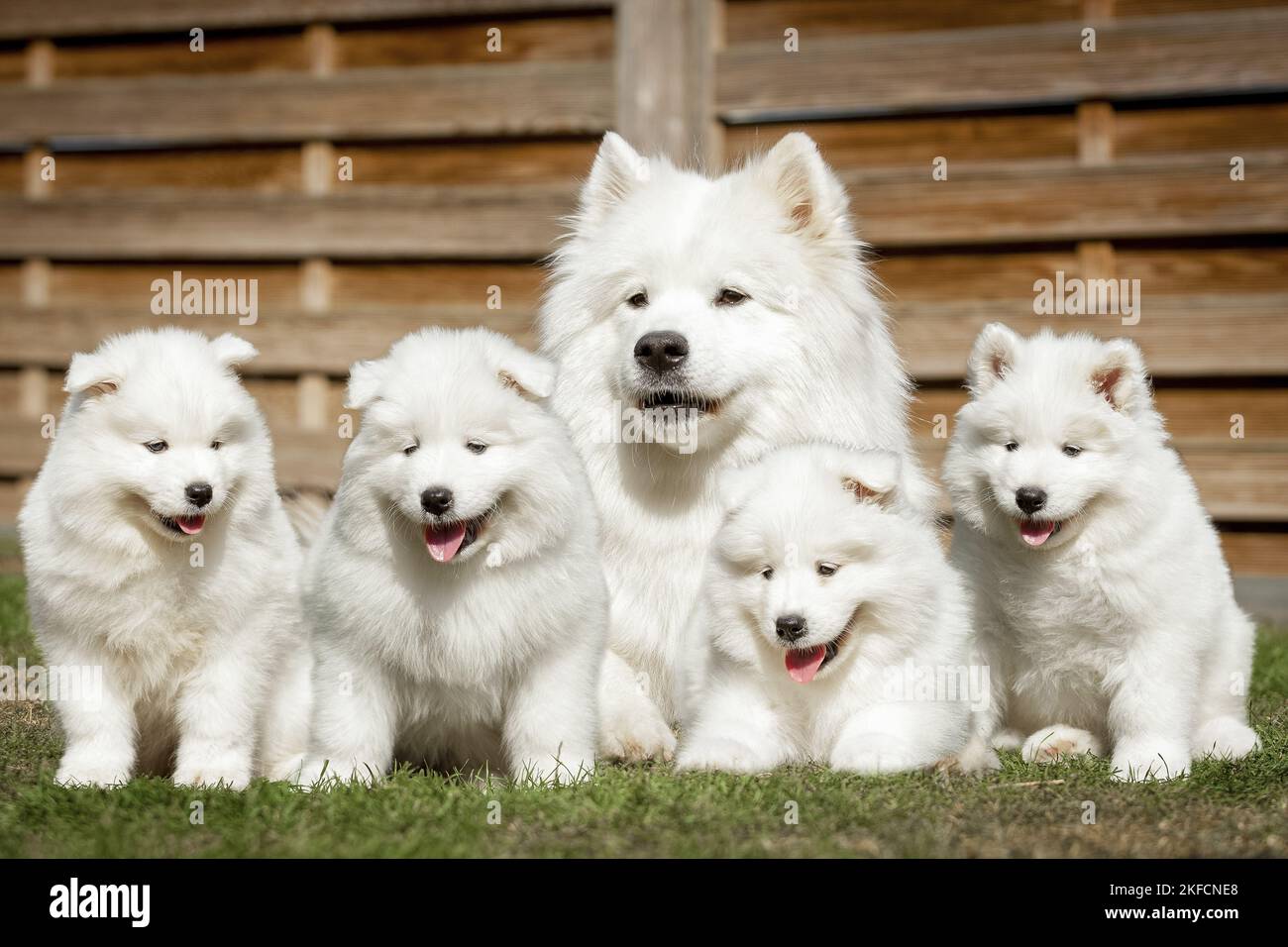 Samoyed group hi-res stock photography and images - Alamy