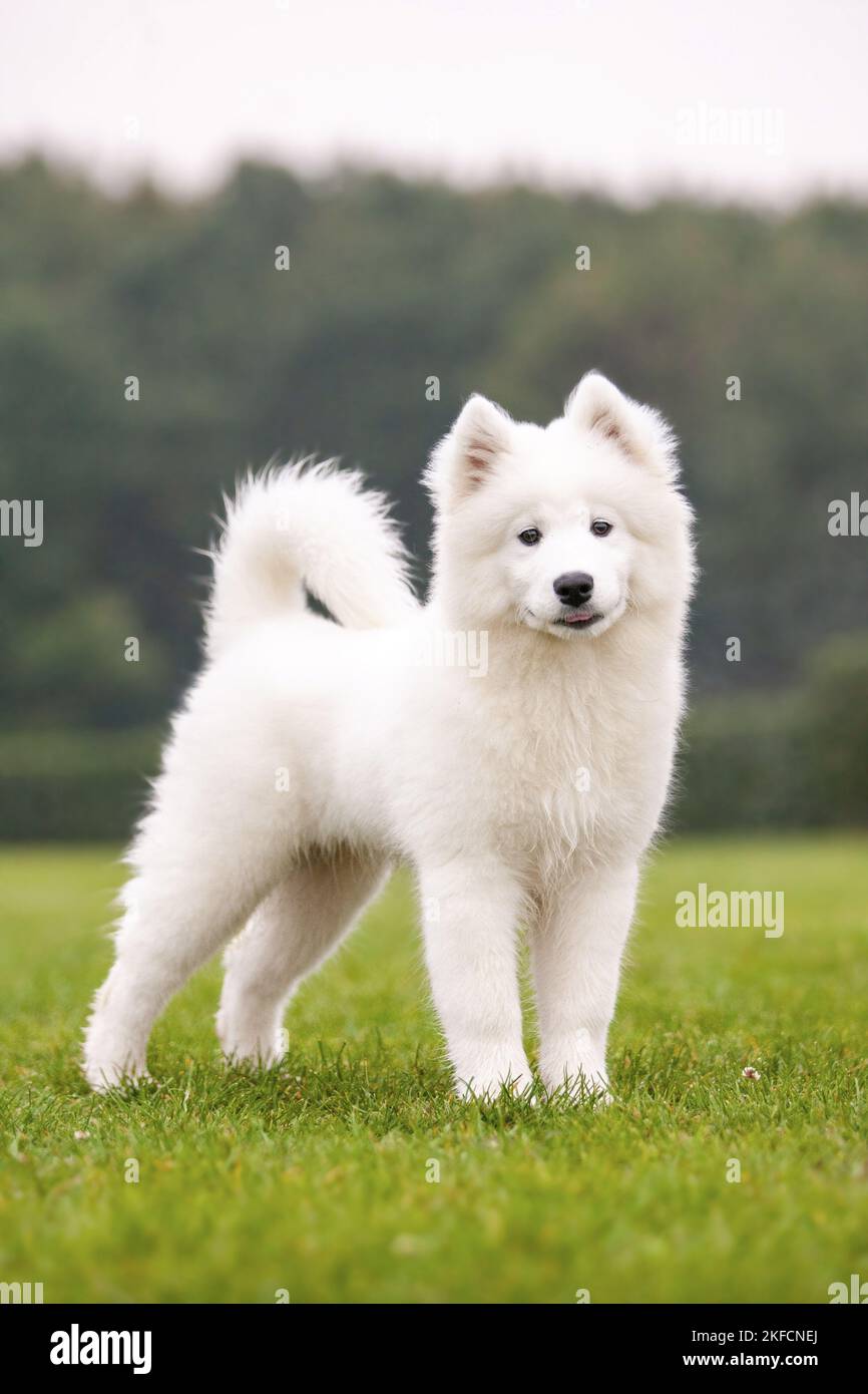 Samoyed side standing hi-res stock photography and images - Alamy