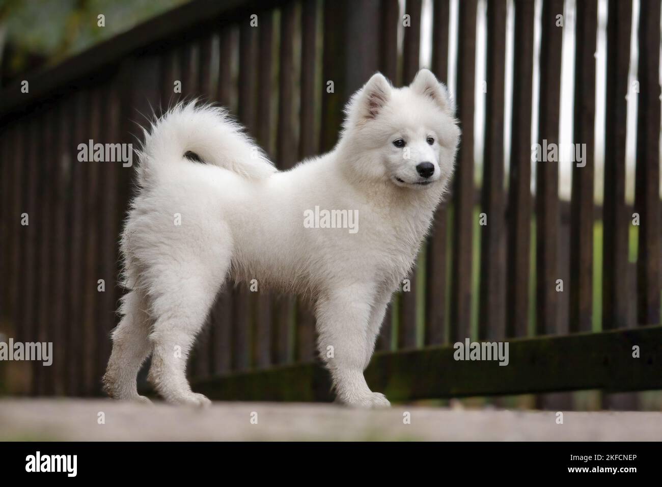 Samoyed side standing hi-res stock photography and images - Alamy
