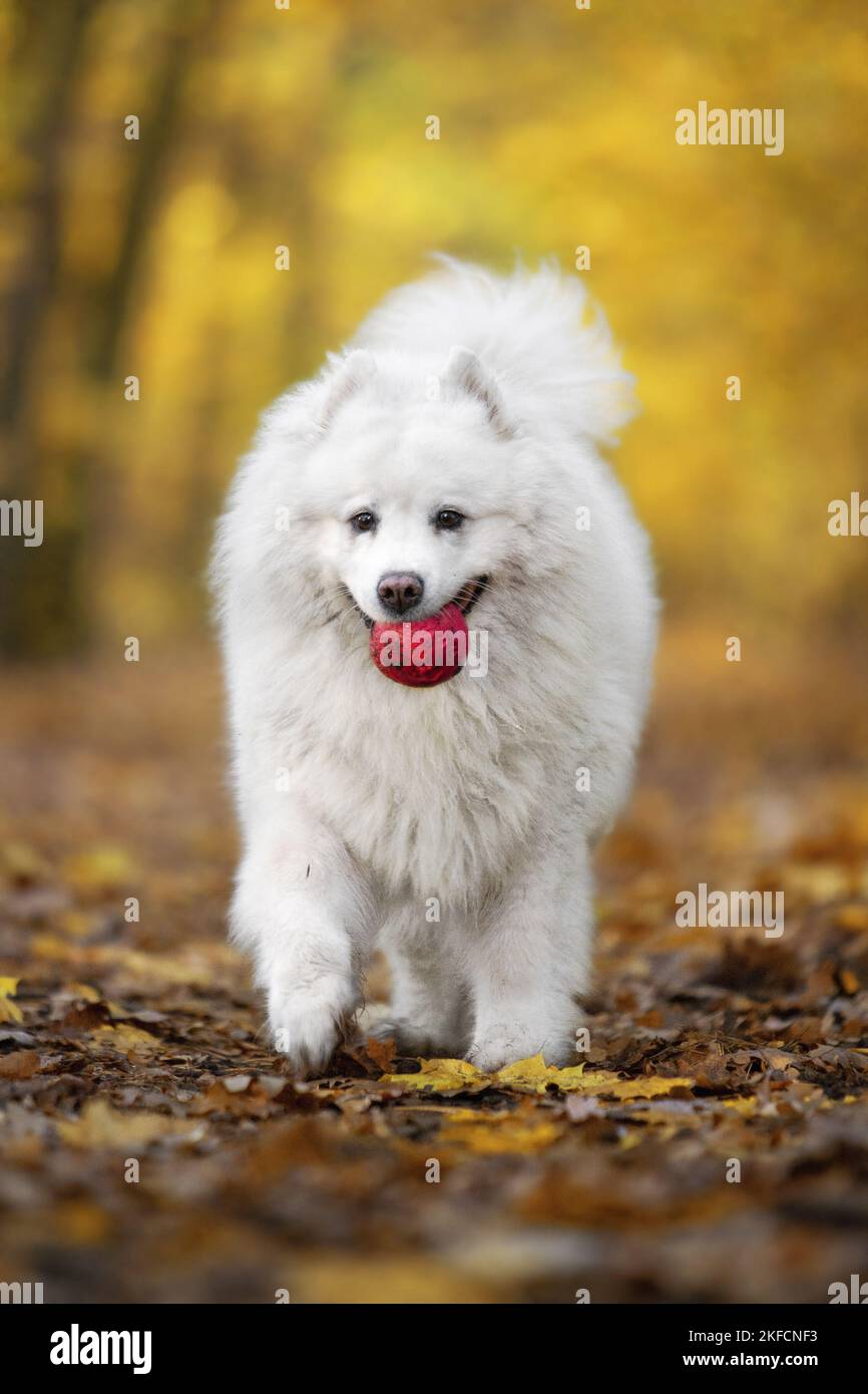 Samoyeds running hi-res stock photography and images - Alamy