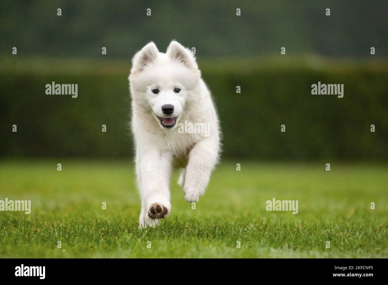 Samoyeds running hi-res stock photography and images - Alamy