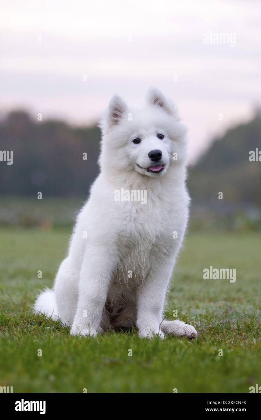 Samoyed dog sitting grass hi-res stock photography and images - Alamy