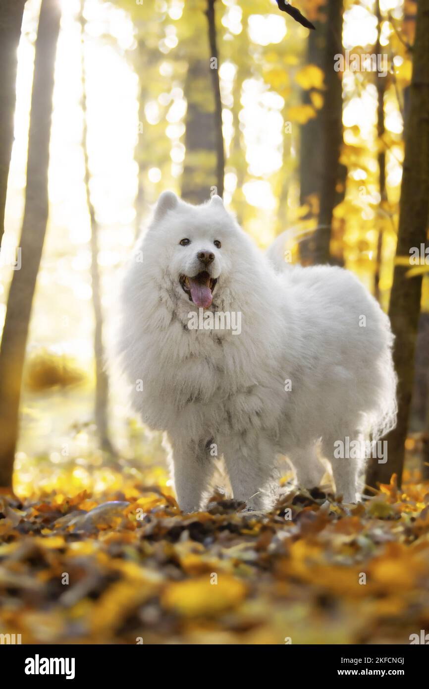 Samoyed adult dog standing hi-res stock photography and images - Alamy