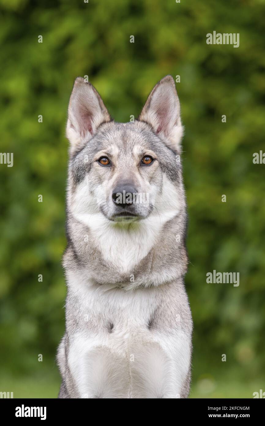 Are Tamaskan Dogs Good With Cats