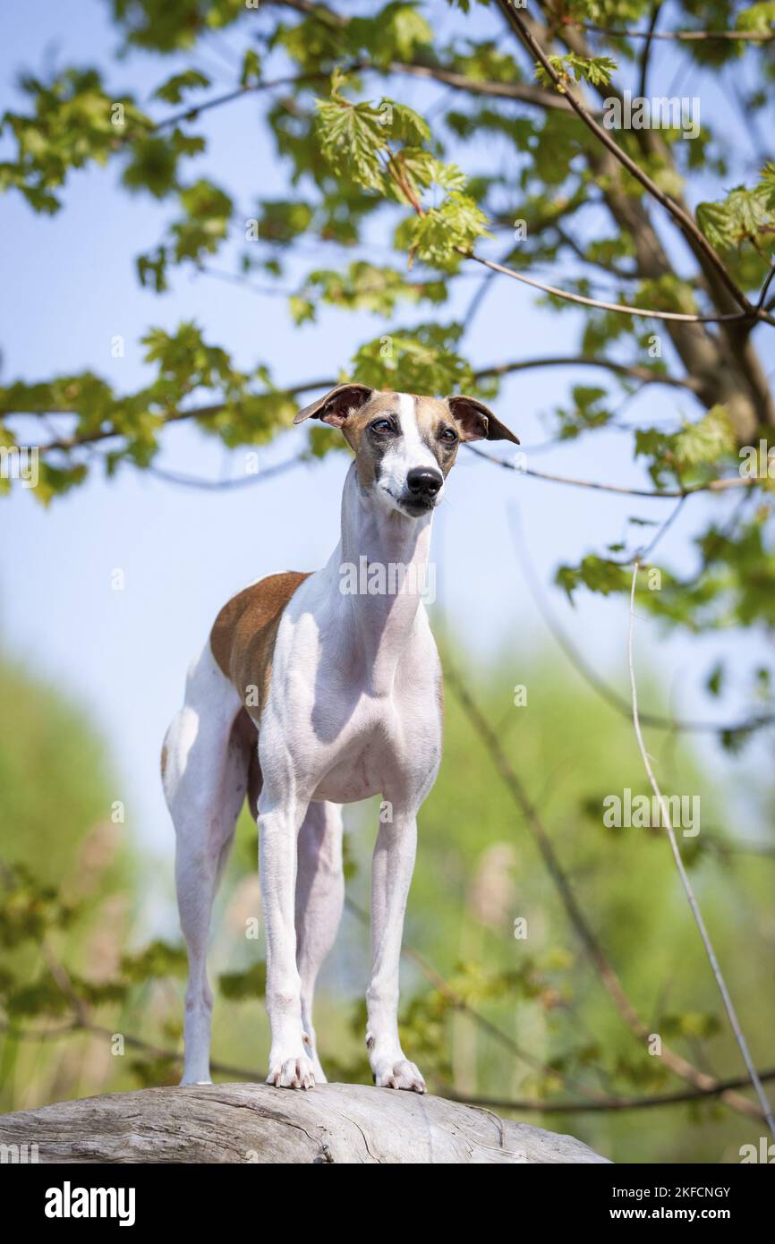 Standing whippet hi-res stock photography and images - Alamy