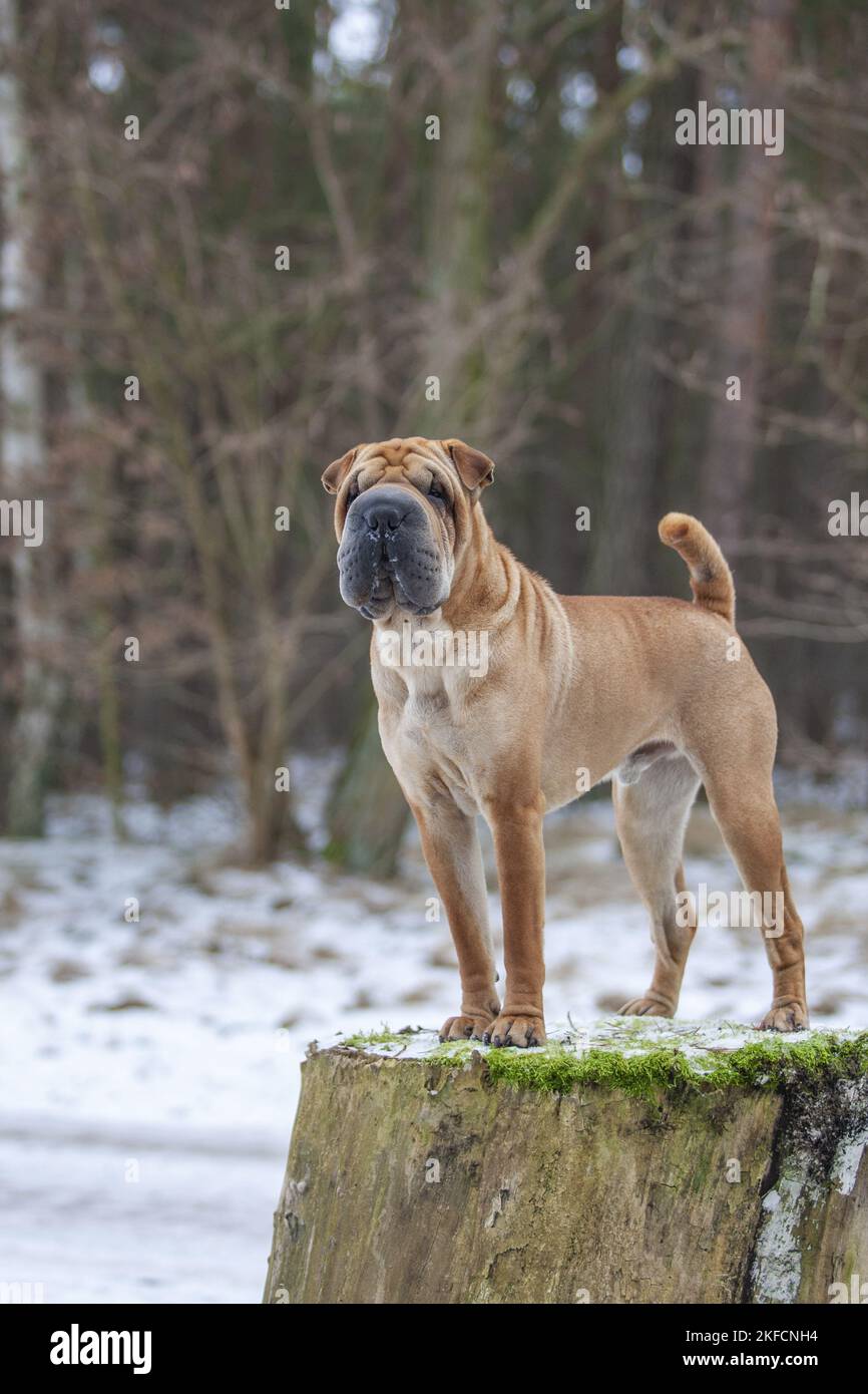 standing Shar Pei Stock Photo - Alamy