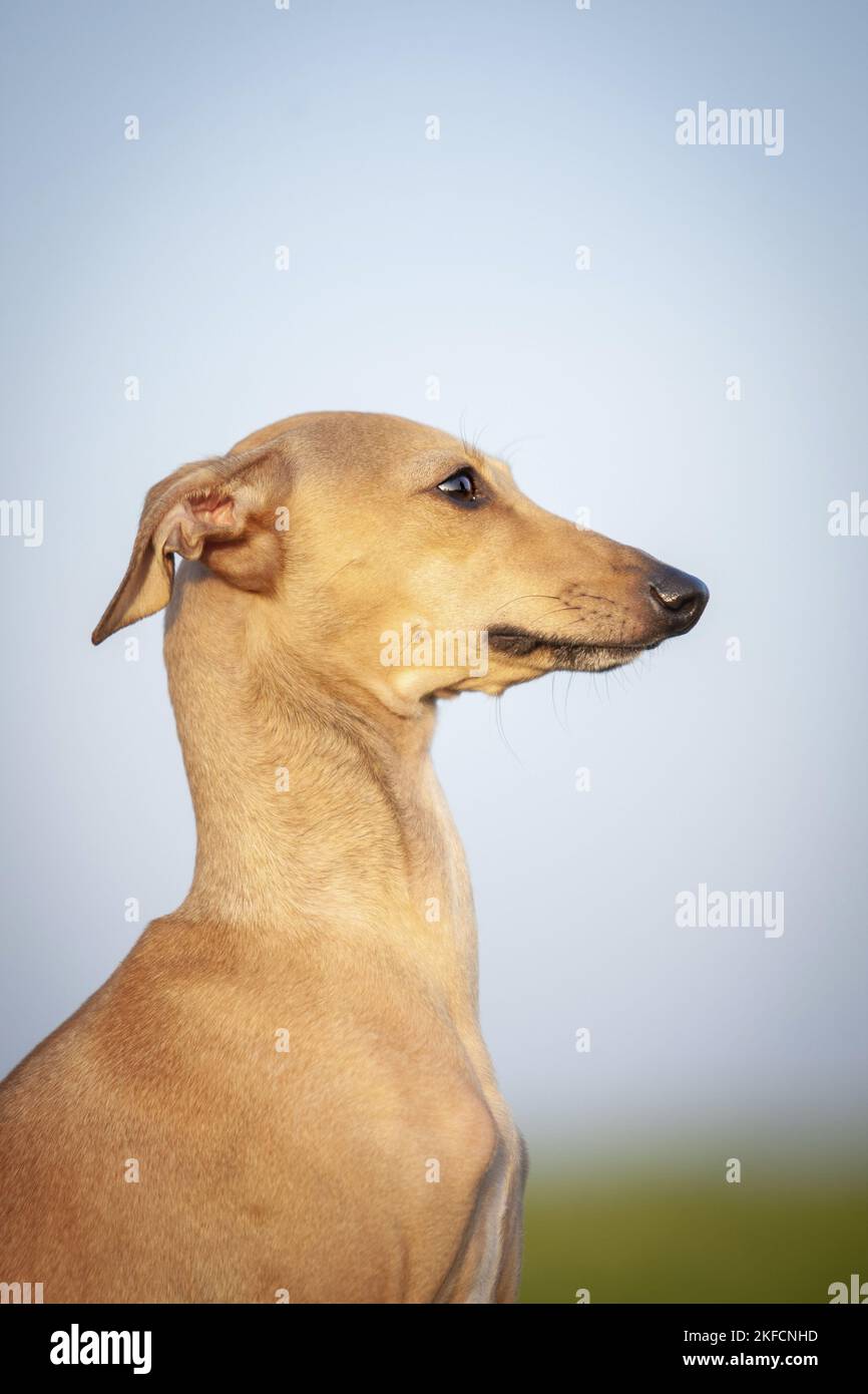 Italian Greyhound Portrait Stock Photo - Alamy