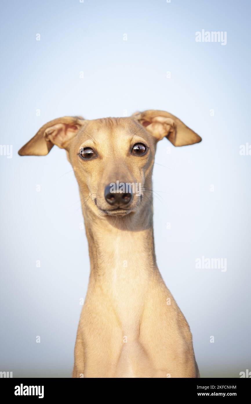 Italian Greyhound Portrait Stock Photo - Alamy