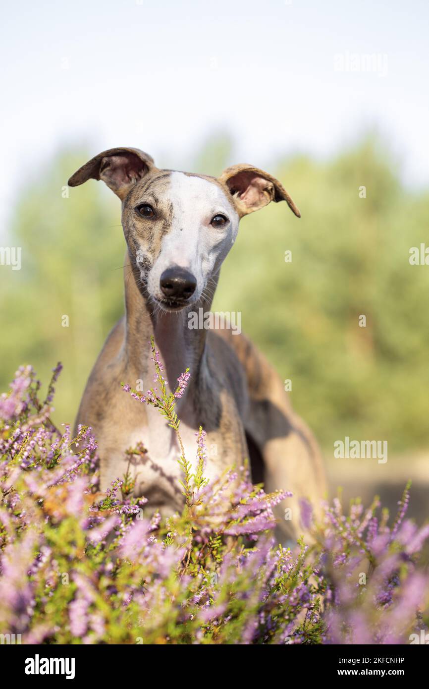 Standing whippet hi-res stock photography and images - Alamy