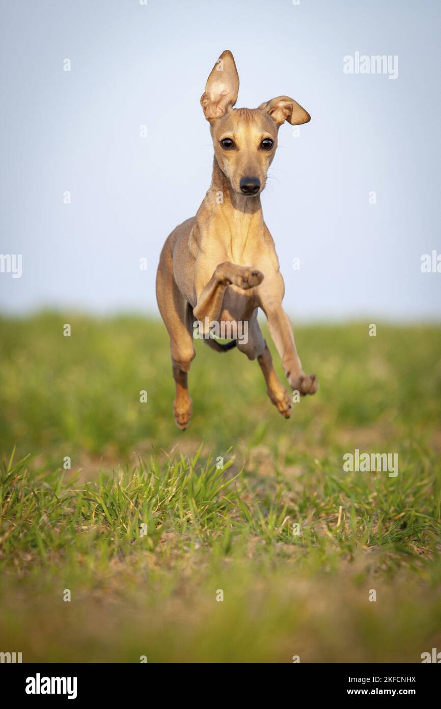 Leaping greyhound hi-res stock photography and images - Alamy