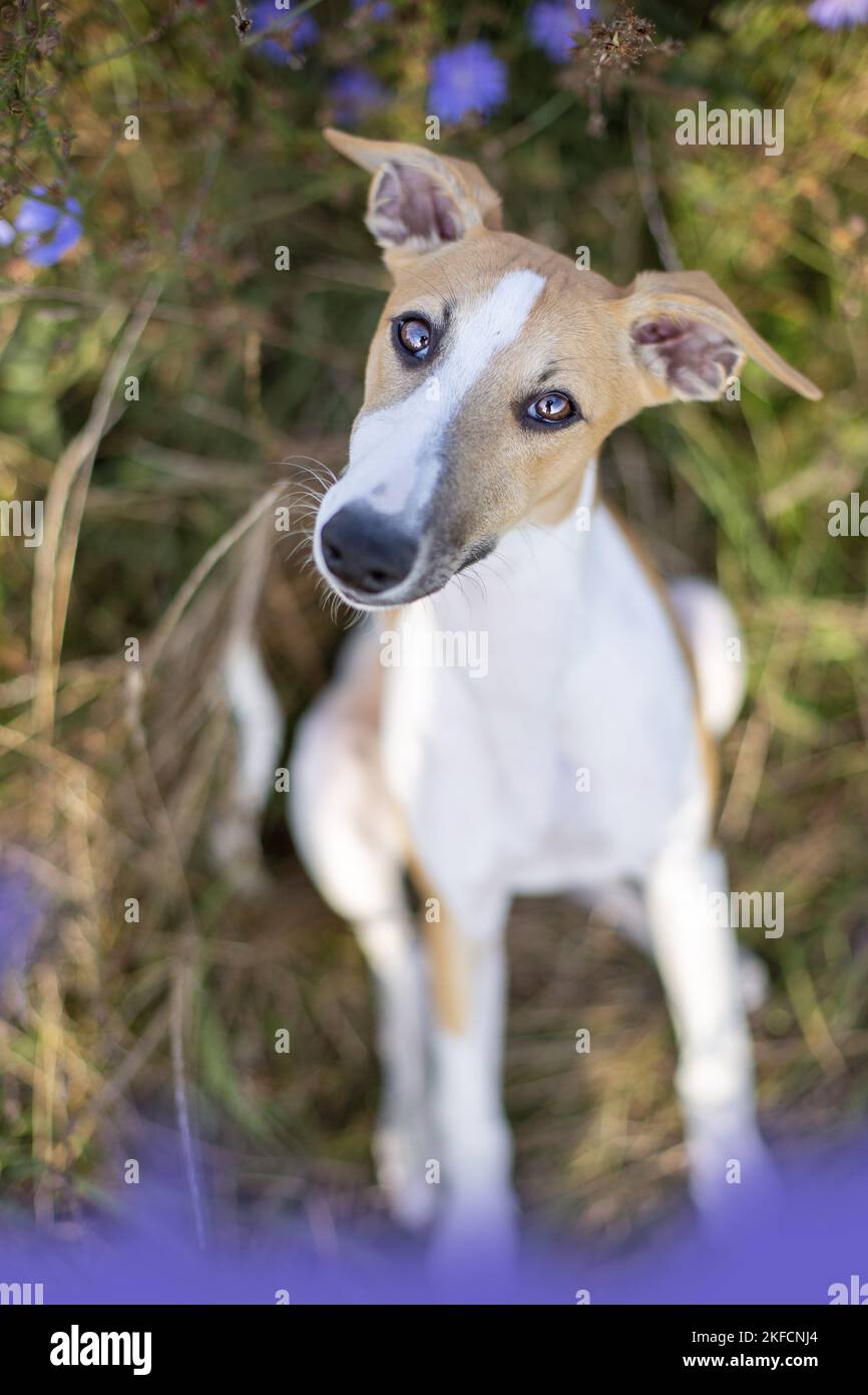 Sitting whippet hi-res stock photography and images - Alamy
