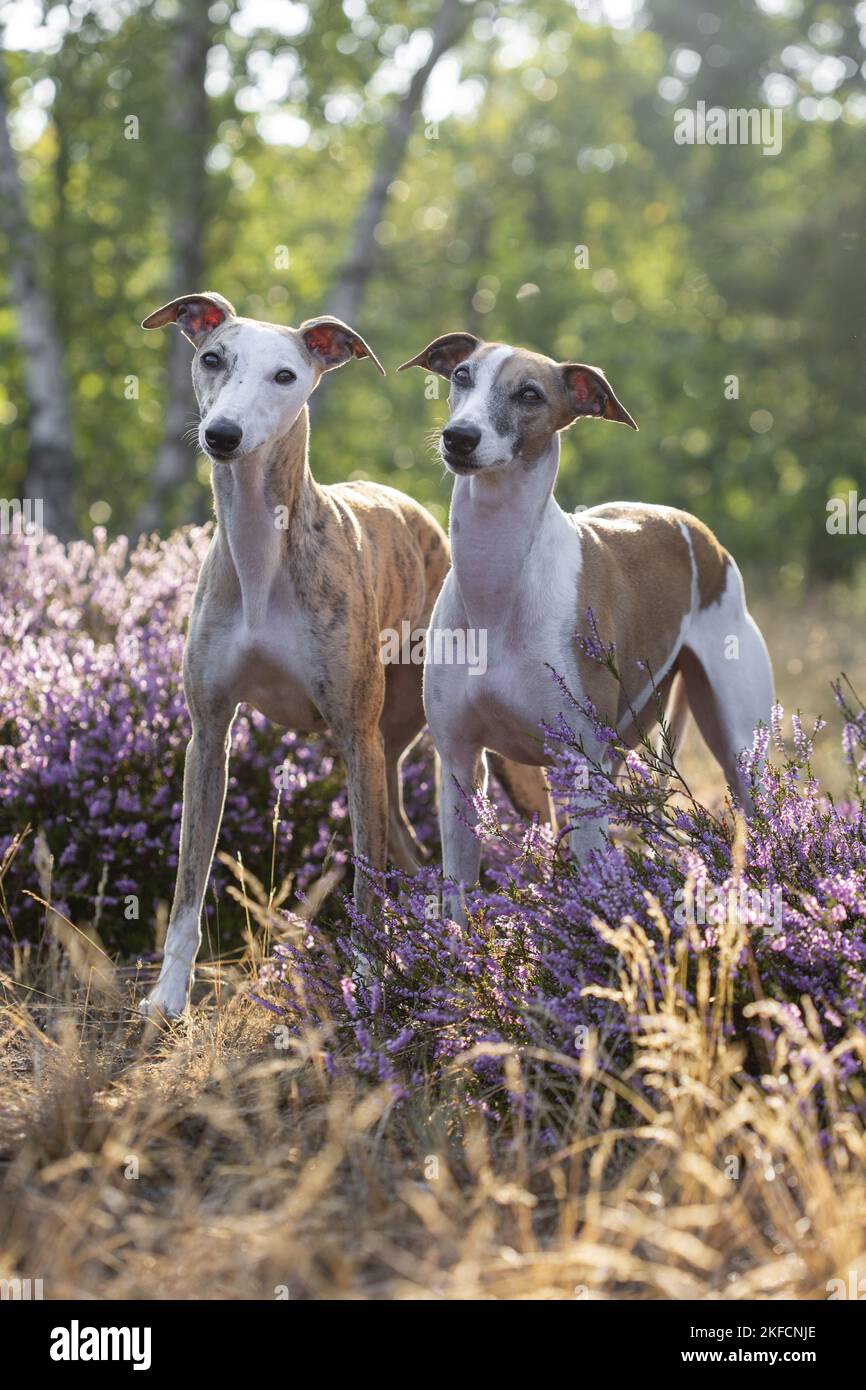 2 whippets hi-res stock photography and images - Alamy