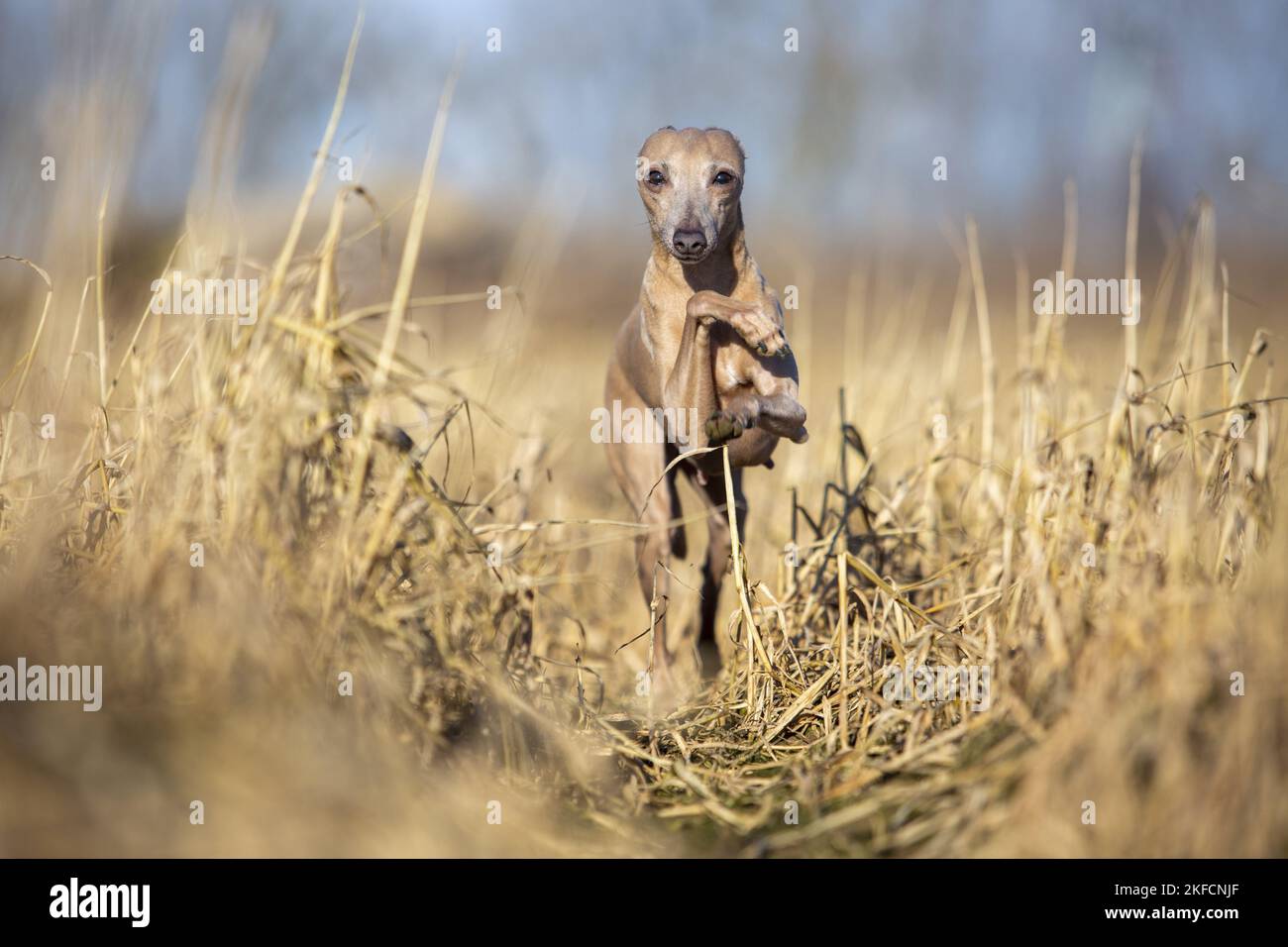 running Italian Greyhound Stock Photo - Alamy