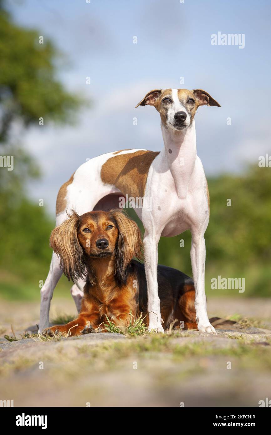 Whippet Dachshund Mix