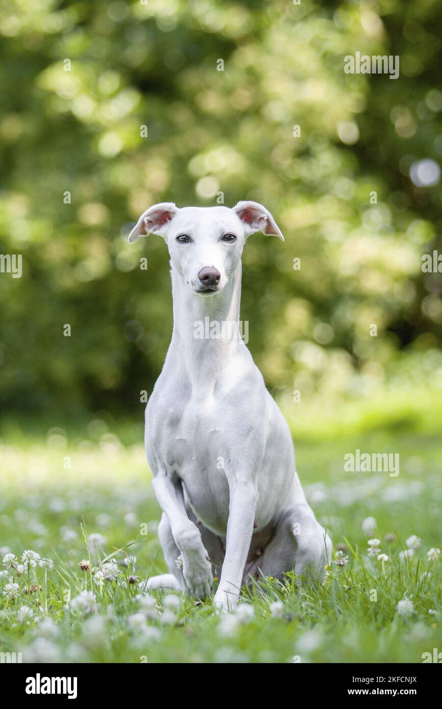 Sitting whippet hi-res stock photography and images - Alamy