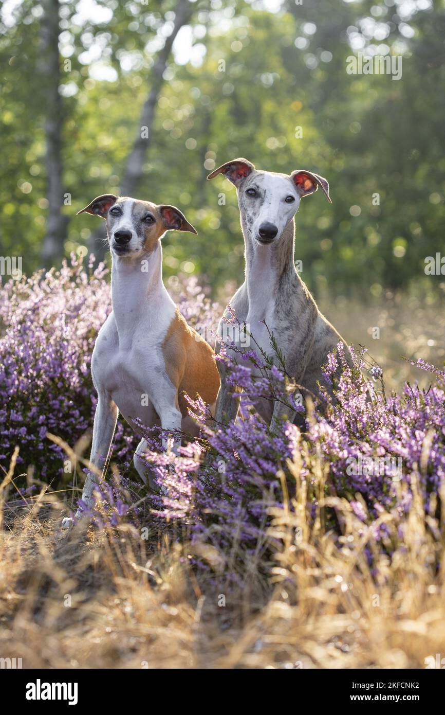 Whippets in the heath Stock Photo - Alamy