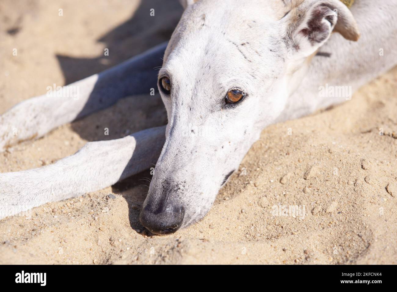 Smooth galgo hi-res stock photography and images - Alamy